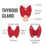 Thyroid Gland and Thyroidectomy: Functions and CPT Codes